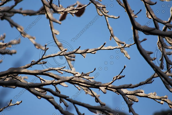 Stock JPEG winter tree branch