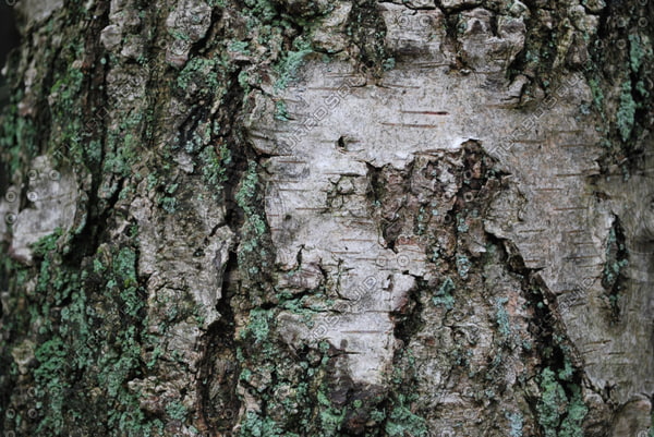 Texture JPEG bark texture pack