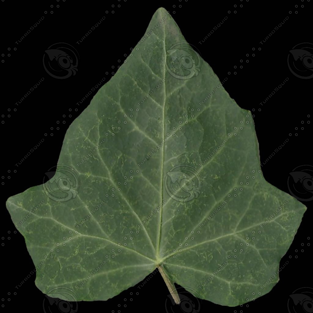 Texture PNG leaf nature billboard