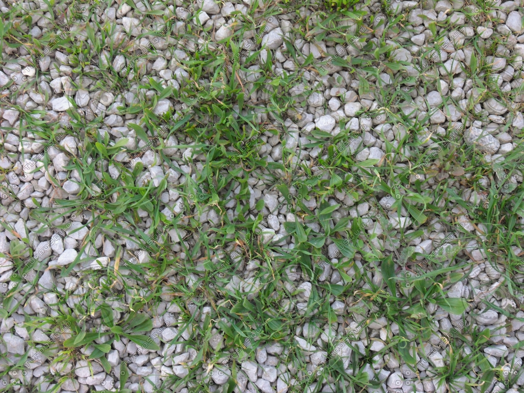 Texture JPEG pebble grass weed