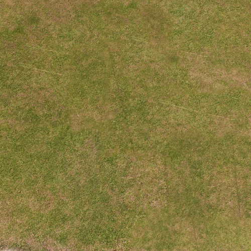 Texture JPEG grass lawn foliage