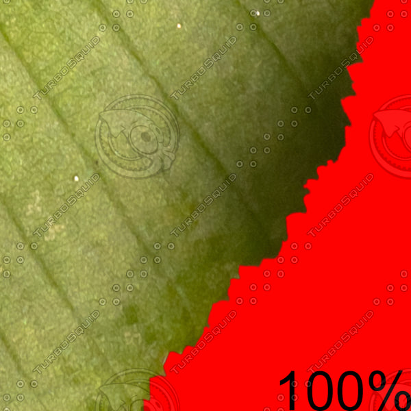 Texture JPEG leaf garden landscape