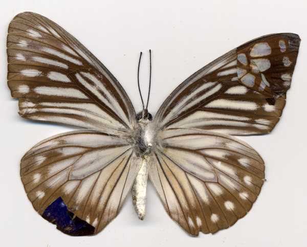 Texture JPEG butterfly insect wing