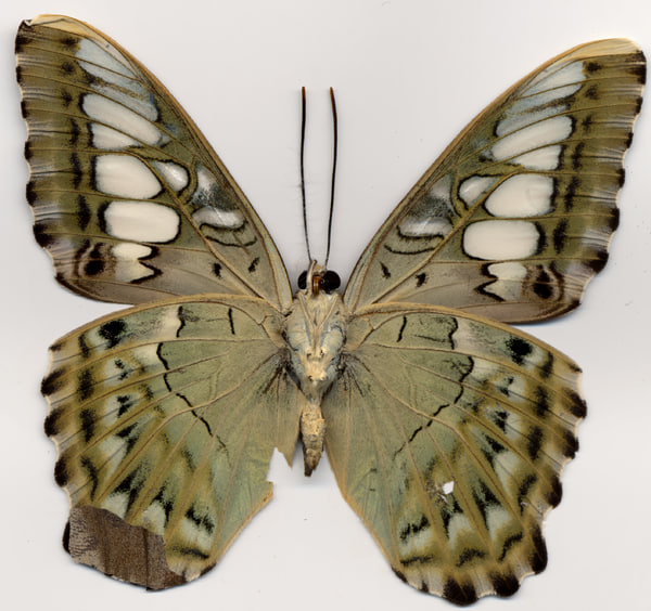 Texture JPEG butterfly insect wing