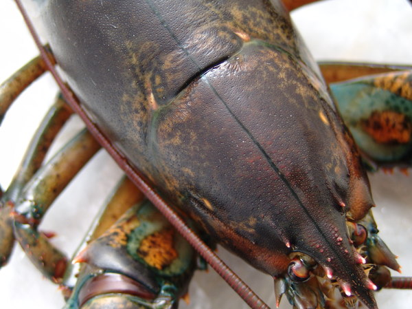 Texture JPEG anthropod creature crustacean