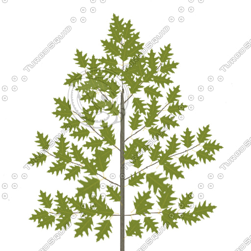 Texture Photoshop oak branch alpha