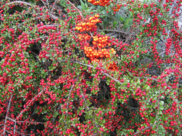 Stock JPEG red berries orange