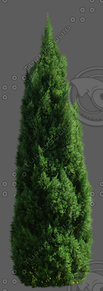 Texture spruce trees asian