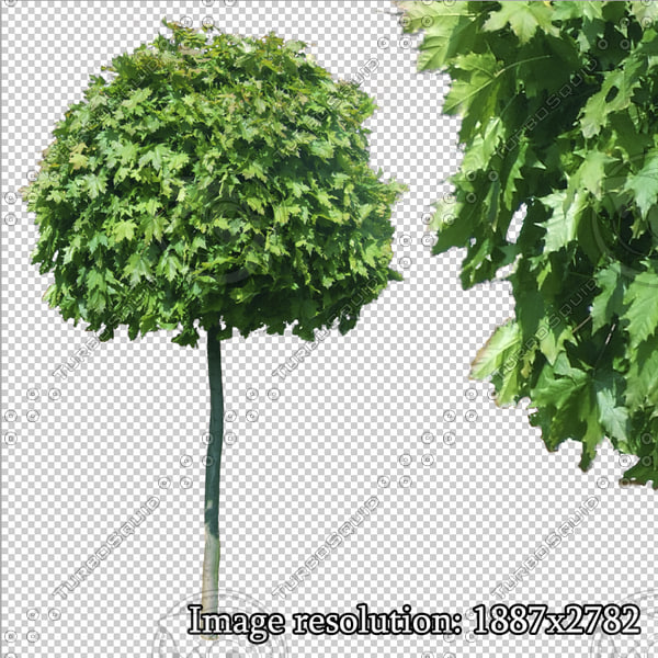 Texture Photoshop Tree Green Plant