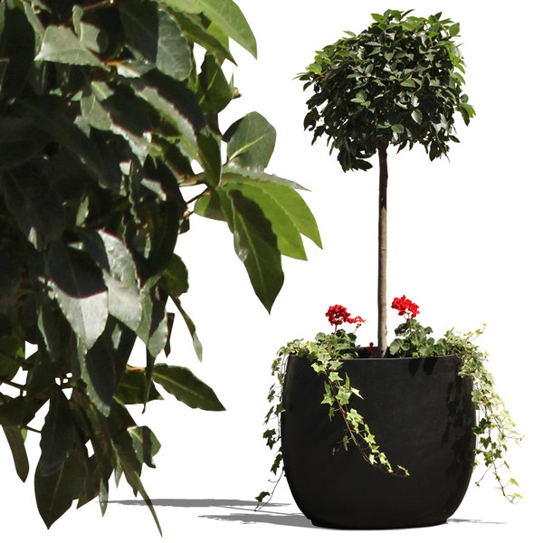 Texture Photoshop tree flower plant