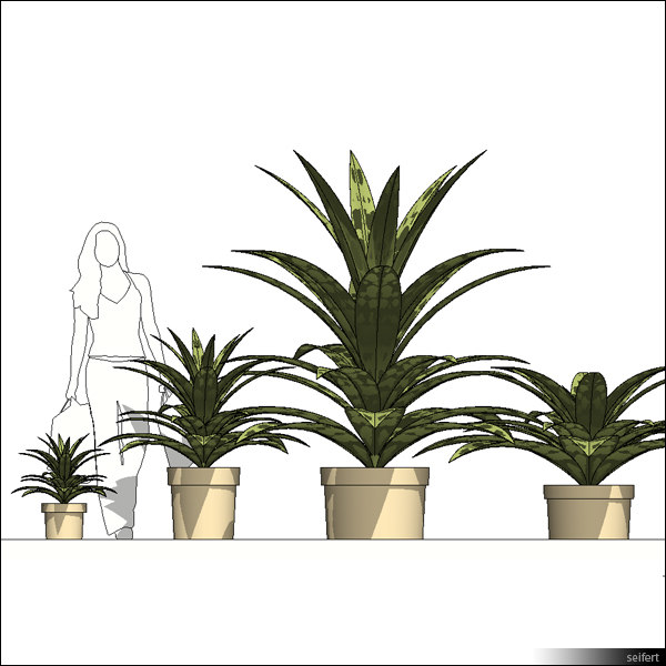 Building Revit Family Plant Plants Planting