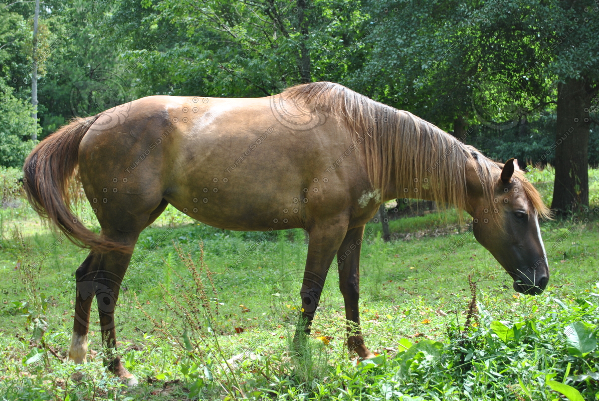 Texture JPEG horse texture animal