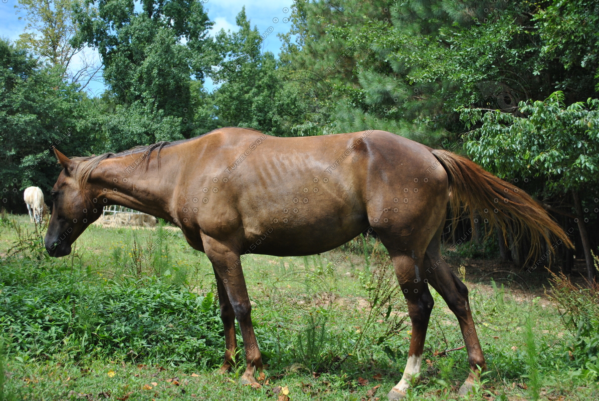 Texture JPEG horse texture animal