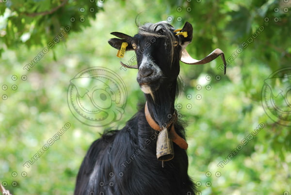 Stock JPEG goat animal goats