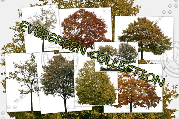 Texture Photoshop EVERGREEN DIFFUSE OPACITY