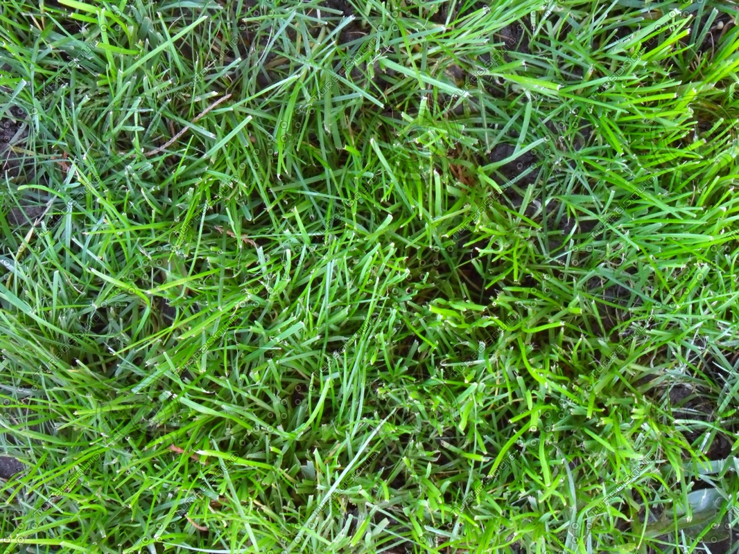Texture JPEG grass green lawn