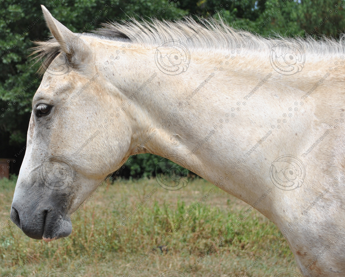 Texture JPEG horse texture animal