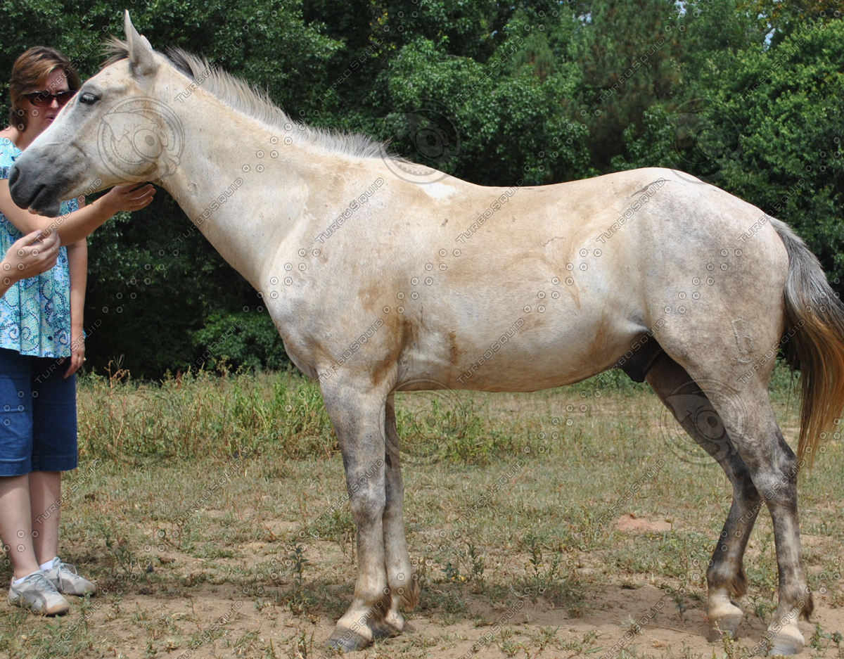 Texture JPEG horse texture animal