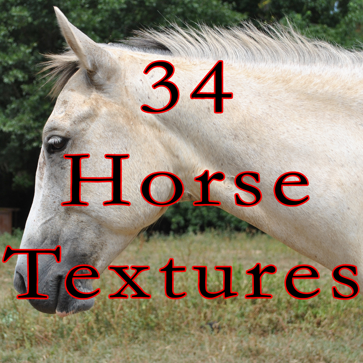 Texture JPEG horse texture animal