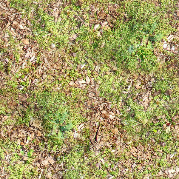 Texture foliage grass moss