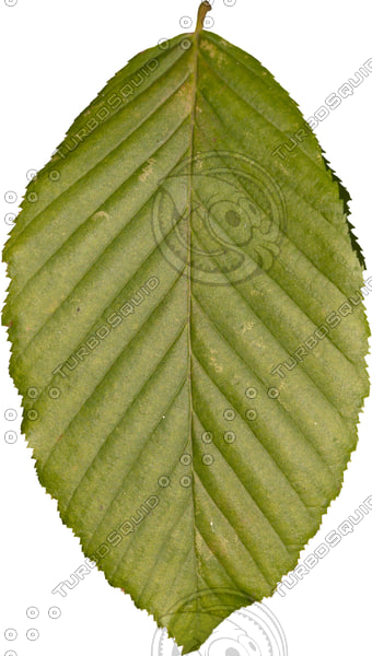 Texture JPEG leaf garden landscape