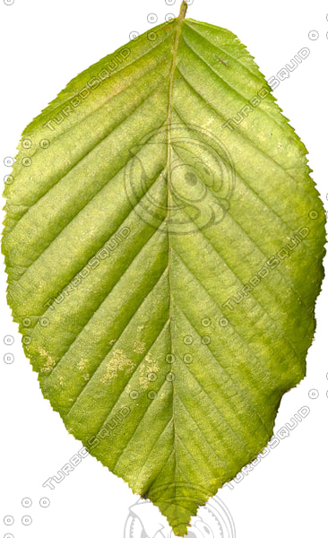 Texture JPEG leaf garden landscape