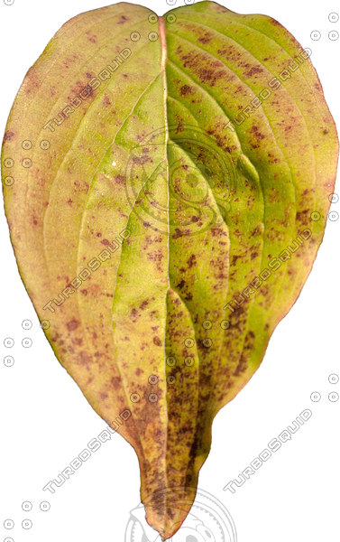 Texture JPEG leaf garden landscape