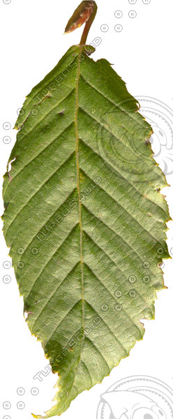 Texture JPEG leaf garden landscape