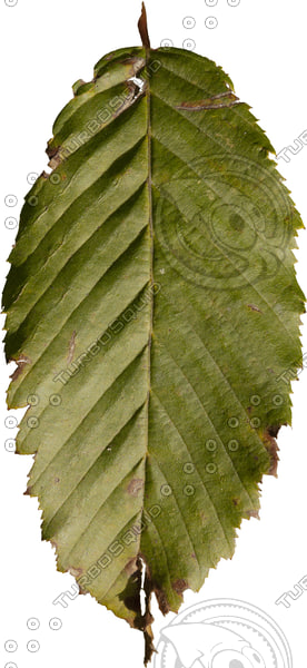 Texture JPEG leaf garden landscape