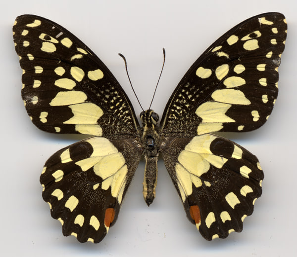 Texture JPEG butterfly insect wing