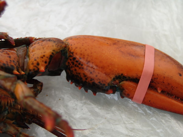 Texture JPEG anthropod creature crustacean