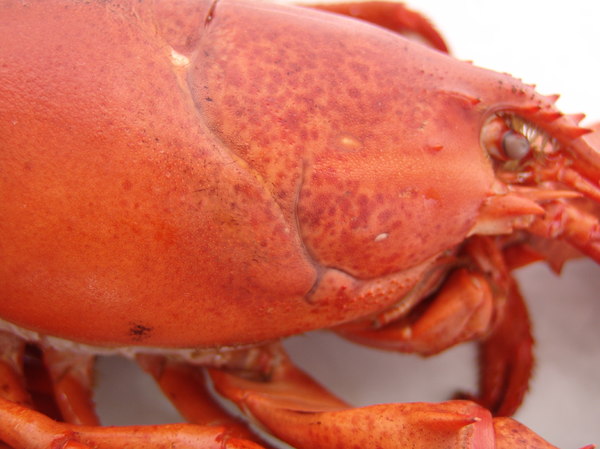 Texture JPEG anthropod creature crustacean