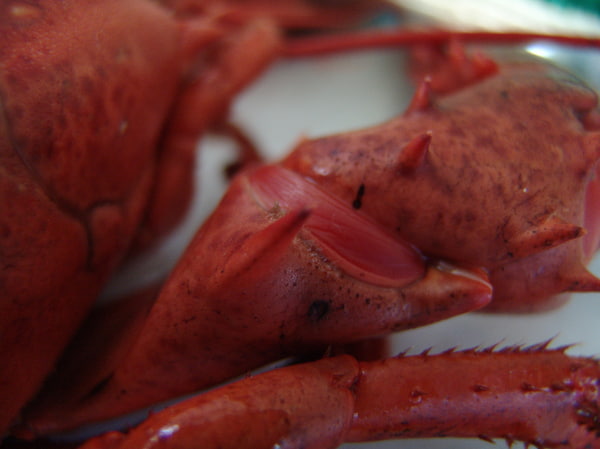 Texture JPEG anthropod creature crustacean