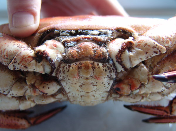 Texture JPEG anthropod creature crustacean