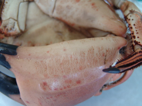 Texture JPEG anthropod creature crustacean