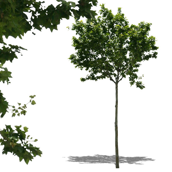 Texture Photoshop tree plant deciduous