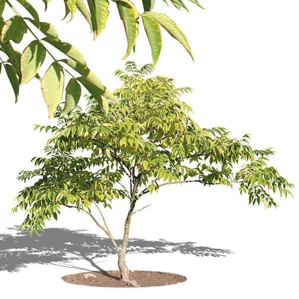 Texture JPEG tree plant deciduous