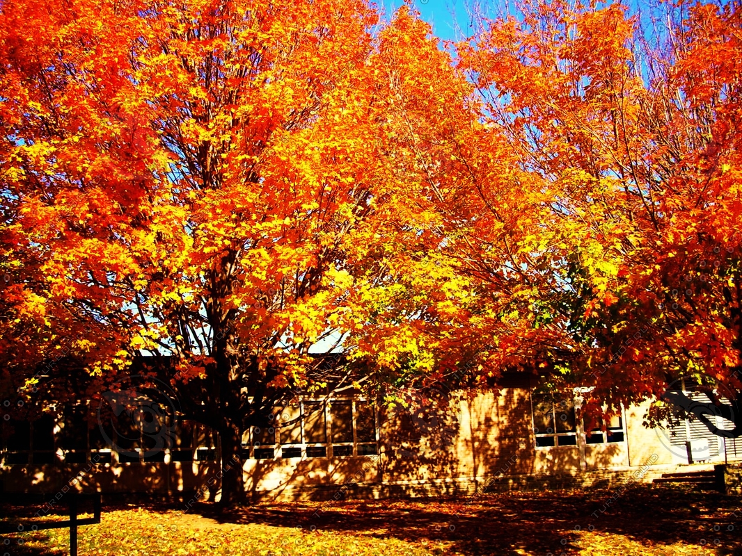 Stock JPEG background trees photography