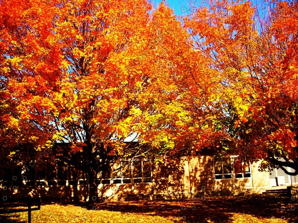 Stock JPEG background trees photography