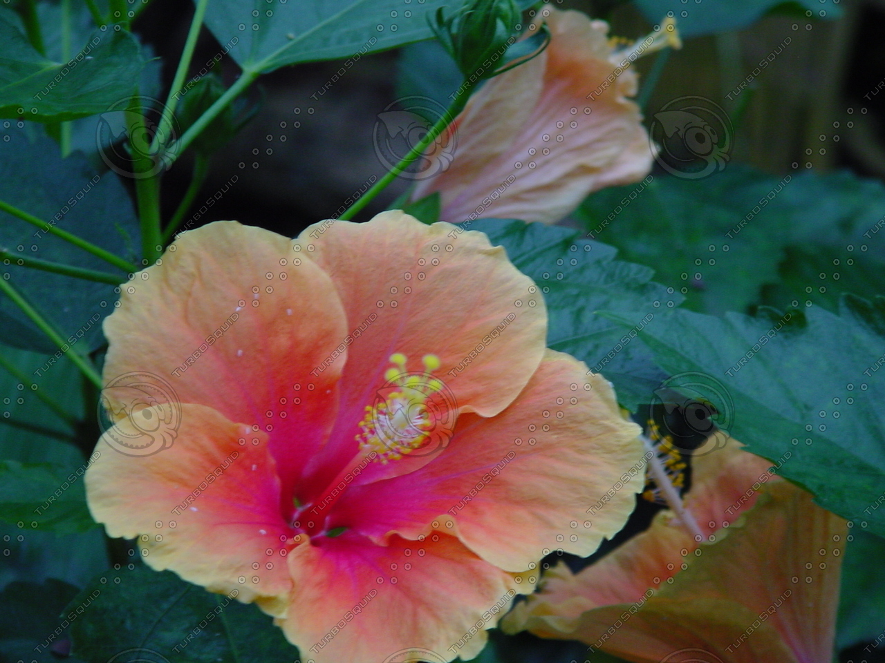Stock JPEG hybiscus flower hibiscus