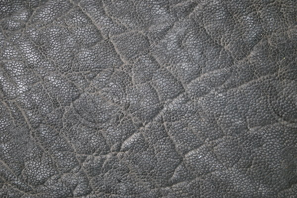 Texture JPEG elephant hide rhino