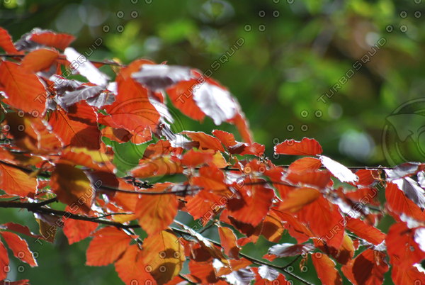 Stock JPEG autumn gold fall