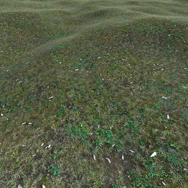 Texture JPEG grass lawn terrain
