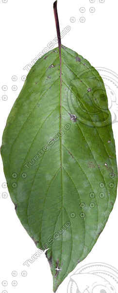 Texture JPEG leaf garden landscape