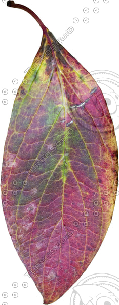 Texture JPEG leaf garden landscape