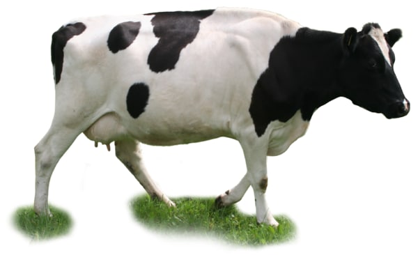 Texture PNG cow animal alpha