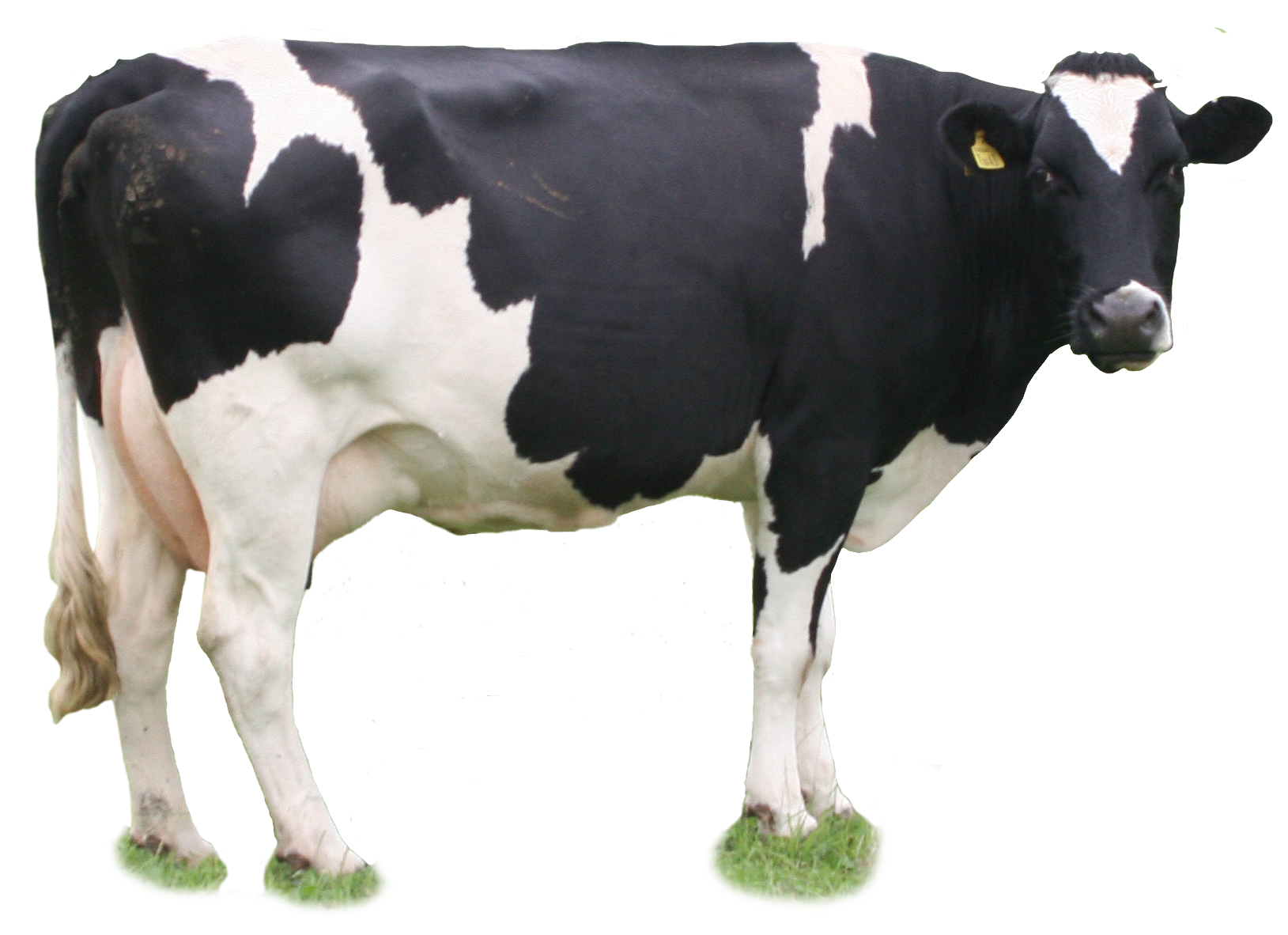 Texture PNG cow animal alpha