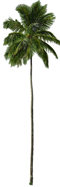 Texture Photoshop coconut tree