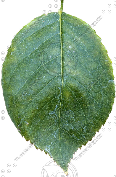 Texture Photoshop leaf garden landscape