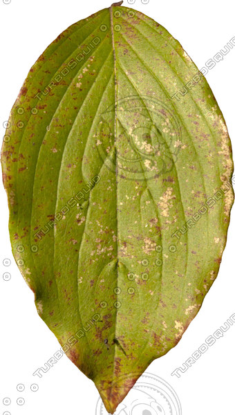 Texture JPEG leaf garden landscape